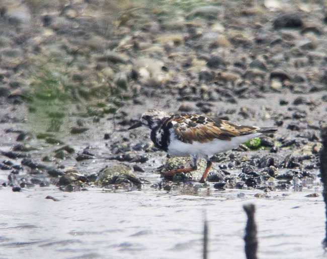 Barangay Punta Taytay, Bacolod City – Dodgy Birds